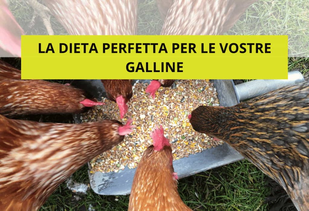 La dieta perfetta per le vostre galline: cosa e cosa non dare da mangiare