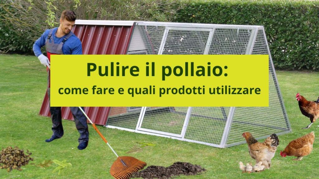 Pulire il pollaio: guida che garantisce l'igienizzazione