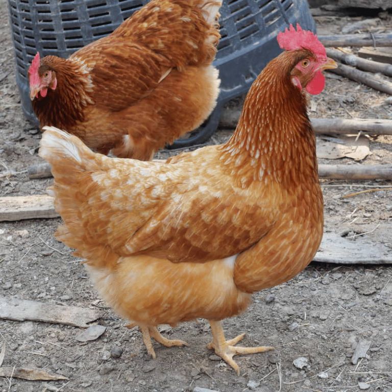 Razze di gallina più diffuse: quante e quali sono?