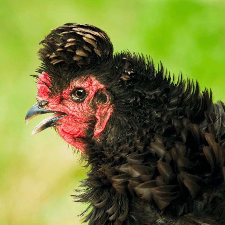 Le razze di galline più strane e rare al mondo: conosciamone alcune!