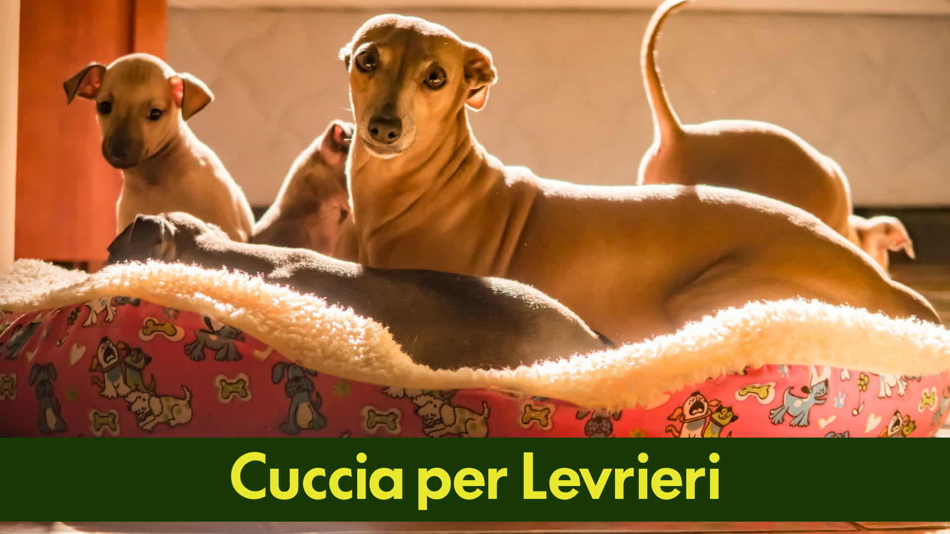 Cucce per Levrieri: guida su come scegliere il modello ideale