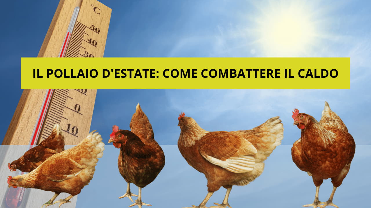 Il pollaio d'estate: contrastare il caldo estremo, consigli per l ...