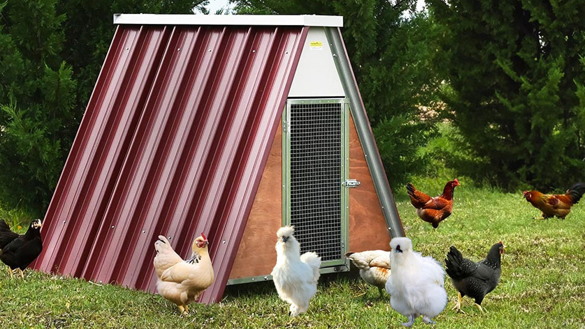 Gallina Moroseta: Guida Completa alle Sue Caratteristiche Distintive e ...