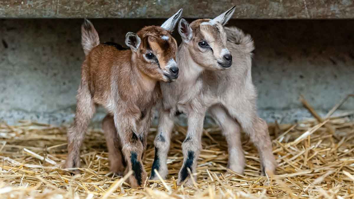 Capra nana Francia: Carattere, Comportamento e Prodotti Ideali - Blog ...