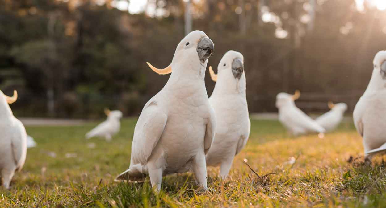 Cacatua: Carattere, Curiosità e Consigli per il Benessere - Blog Ferranti