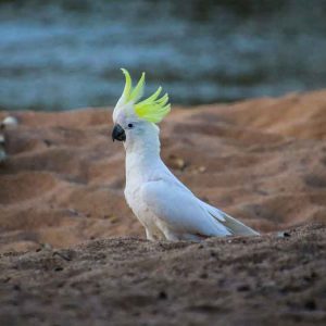 Cacatua: Carattere, Curiosità e Consigli per il Benessere - Blog Ferranti