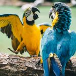 Ara: tutto quello che c’è da sapere su questi splendidi pappagalli ...